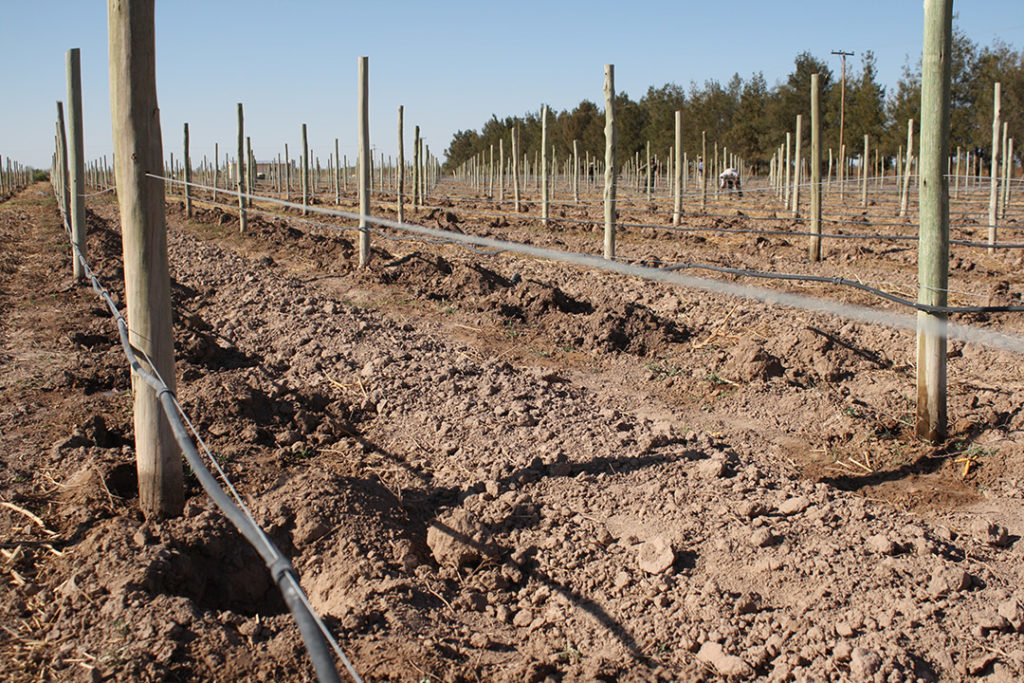 COMO PLANTAR VIDES | VIVERO SAN NICOLAS